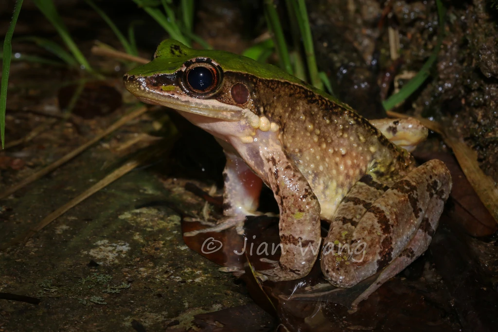 Hainan Bamboo Leaf Frog | NatureRules1 Wiki | Fandom