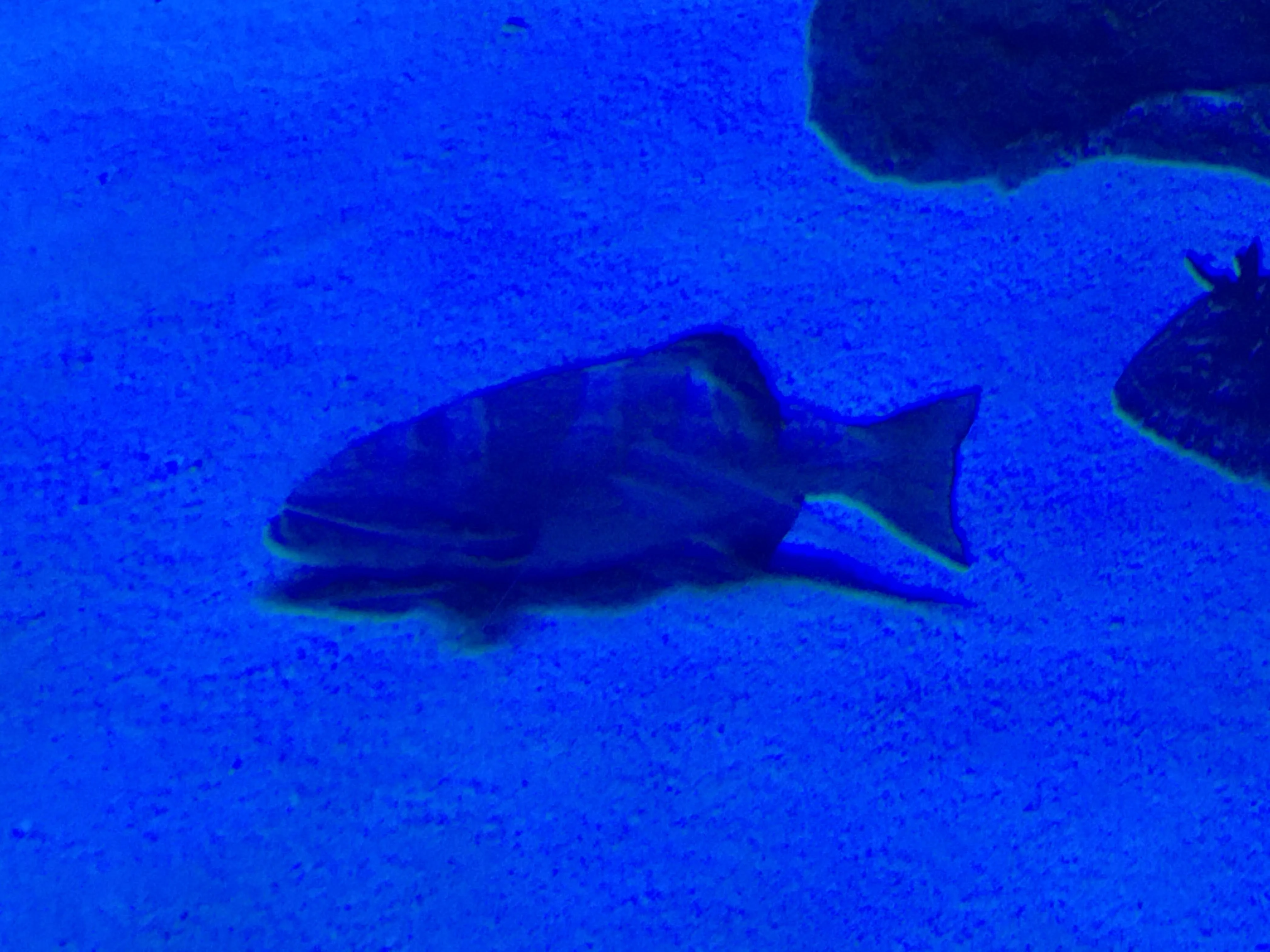 Leopard Grouper
