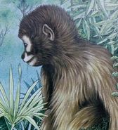 Brown Spider Monkey | NatureRules1 Wiki | Fandom