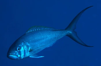 Smalltooth Jobfish | NatureRules1 Wiki | Fandom