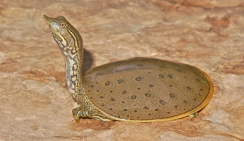 Spiny Softshell Turtle | NatureRules1 Wiki | Fandom