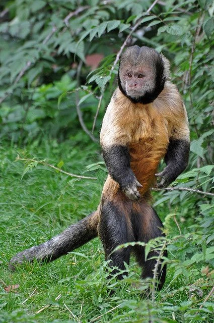 Golden-bellied Capuchin | NatureRules1 Wiki | Fandom