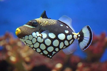 Clown Triggerfish