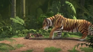 Bengal Tiger | NatureRules1 Wiki | Fandom