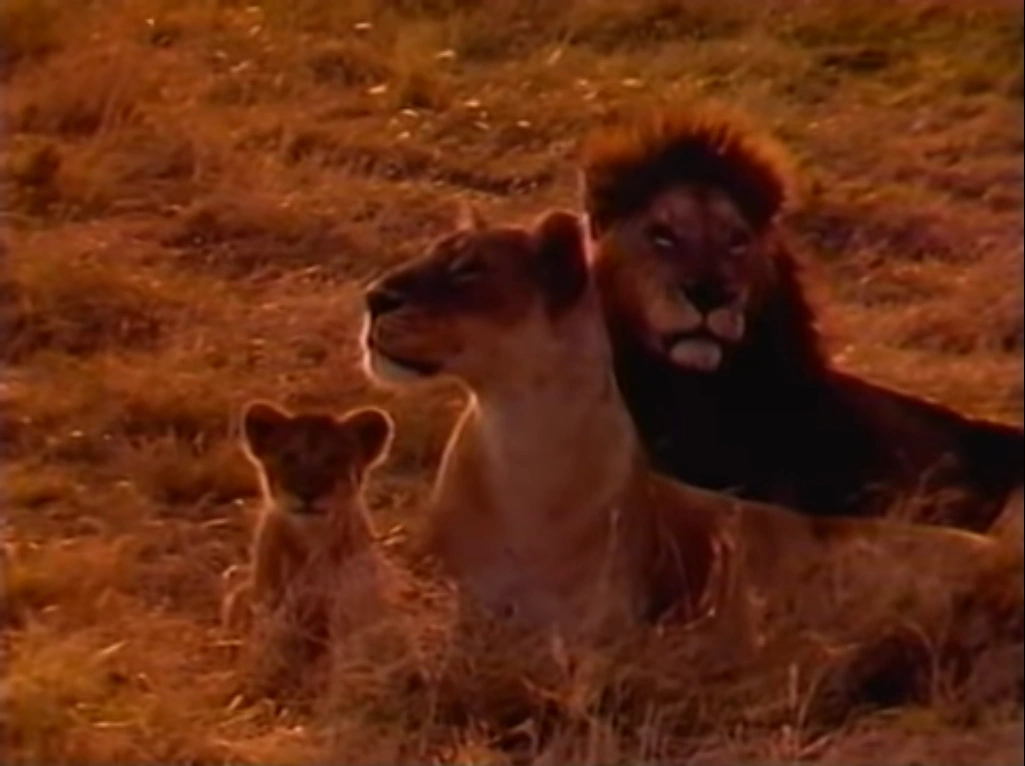 The Lion King (2019) | NatureRules1 Wiki | Fandom