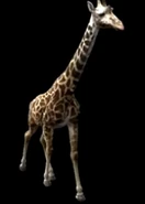 Masai Giraffe | NatureRules1 Wiki | Fandom