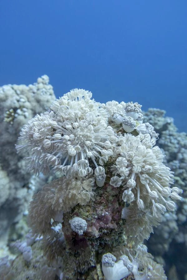 Pulsating Xenid | NatureRules1 Wiki | Fandom