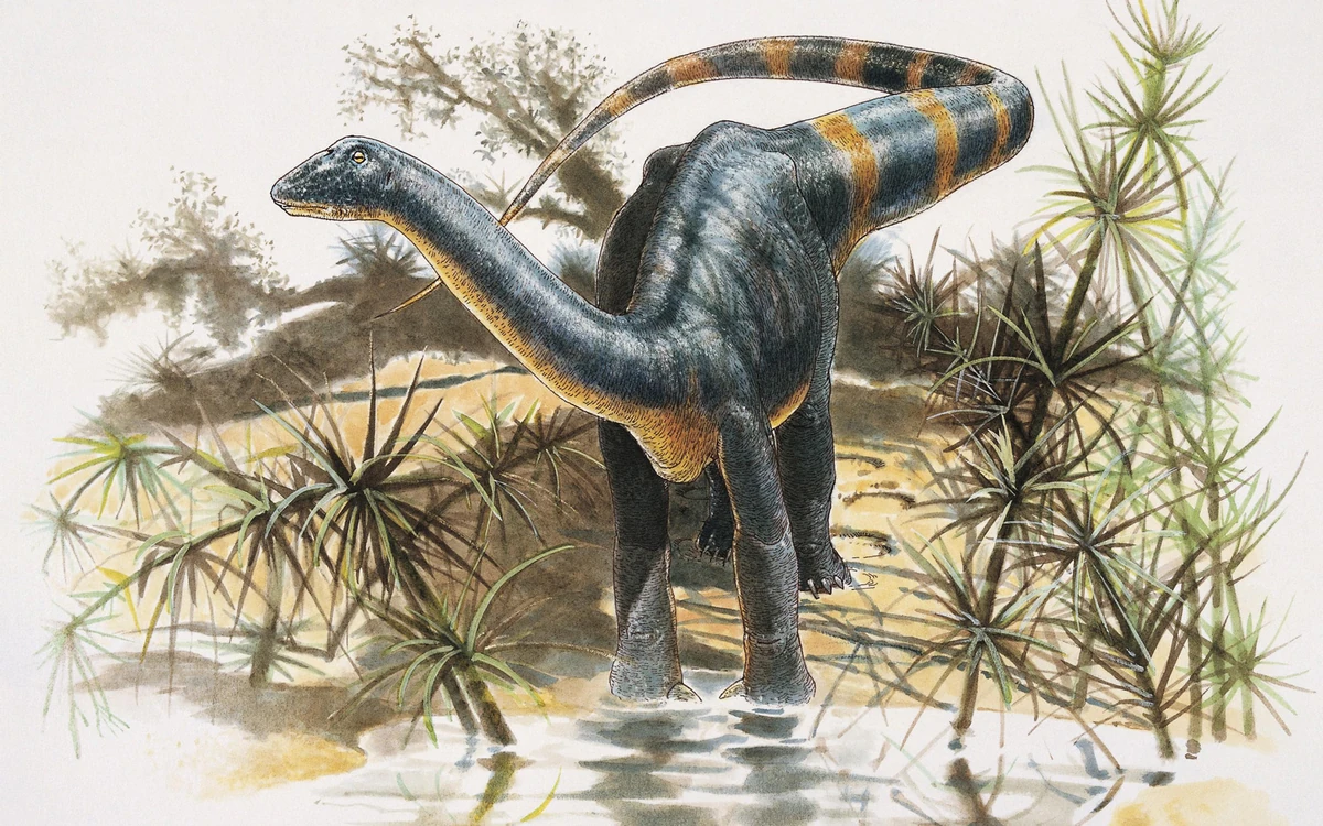 Magyarosaurus | NatureRules1 Wiki | Fandom