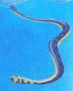 Yellow-Bellied Sea Snake | NatureRules1 Wiki | Fandom