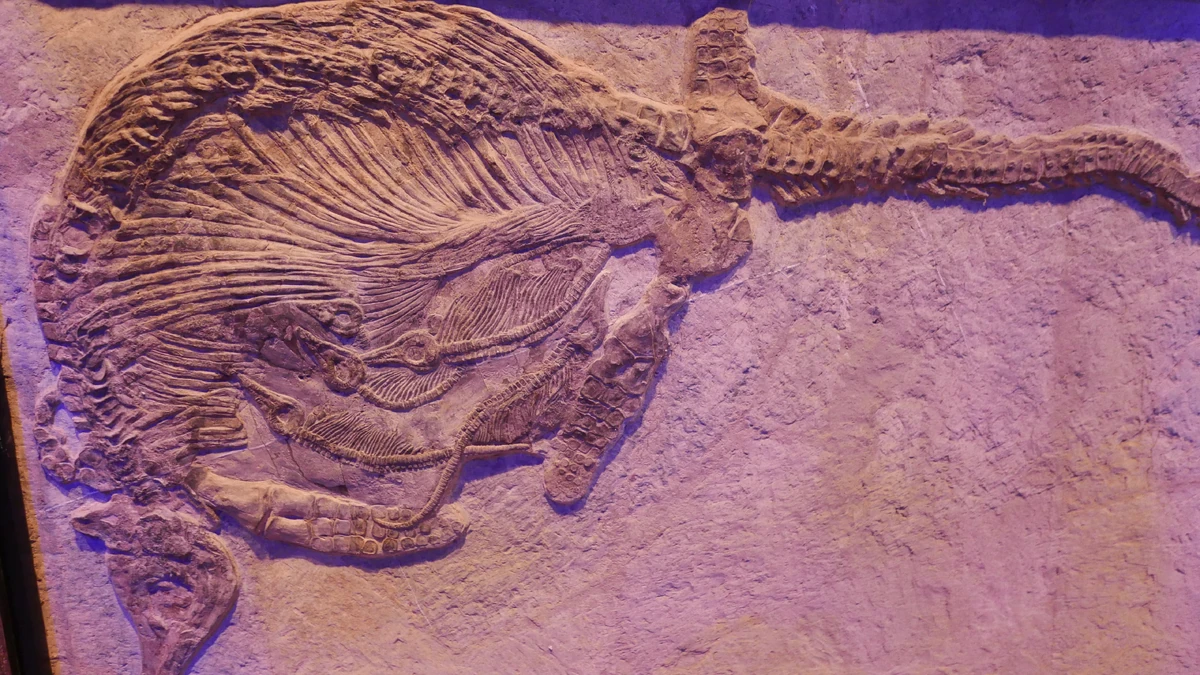 Mixosaurus | NatureRules1 Wiki | Fandom