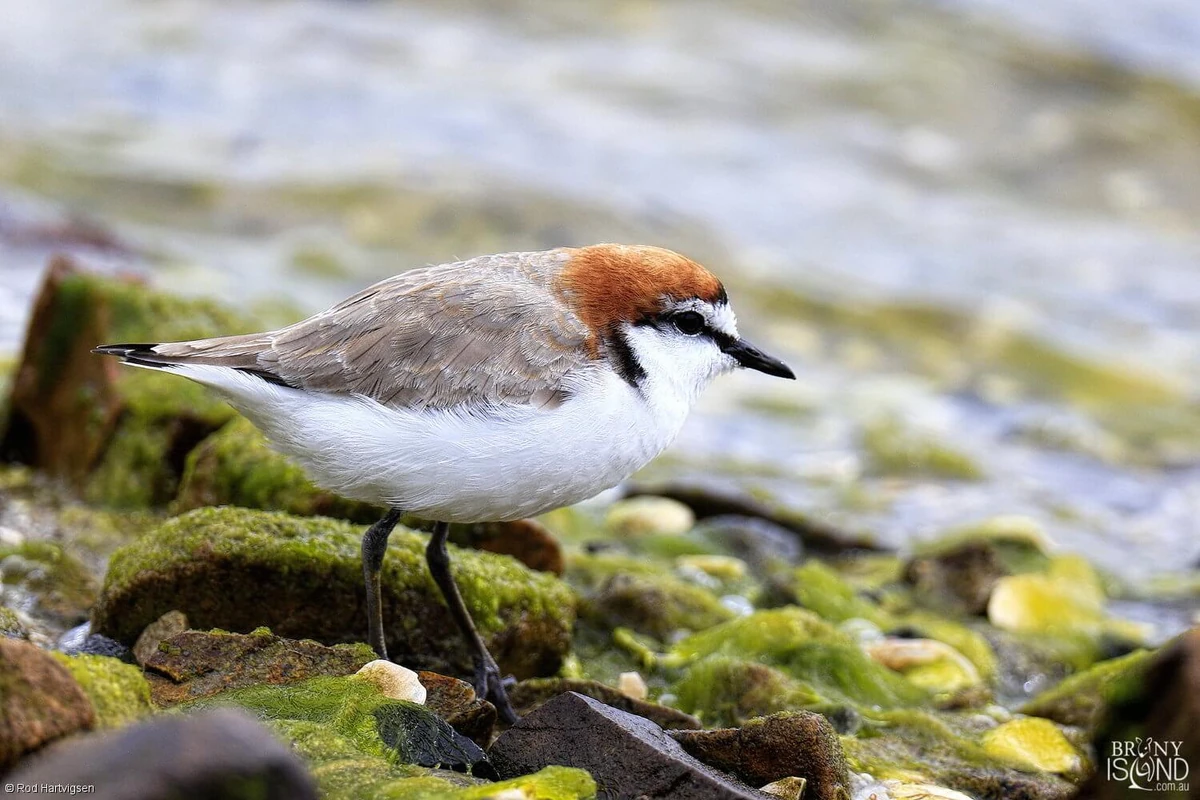 Red-capped Plover | NatureRules1 Wiki | Fandom