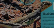 Zebra-tailed Lizard | NatureRules1 Wiki | Fandom