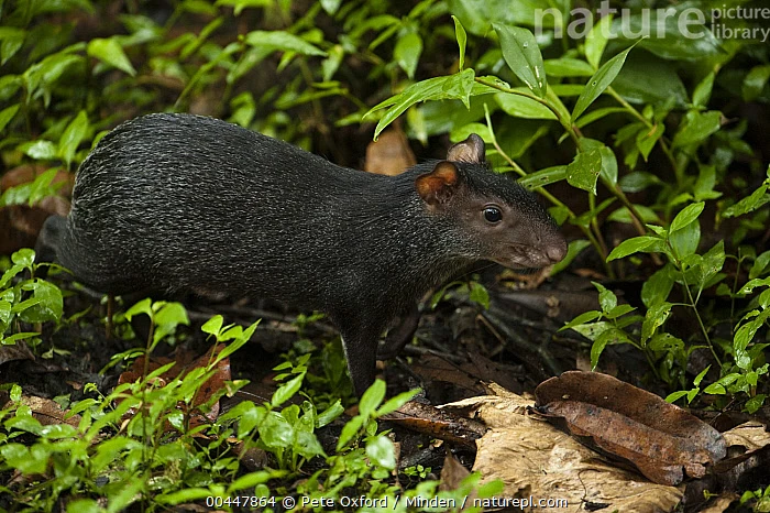 Black Agouti | NatureRules1 Wiki | Fandom