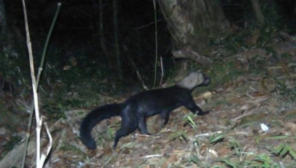 Cadejo | NatureRules1 Wiki | Fandom