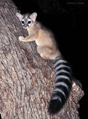 Ringtail | NatureRules1 Wiki | Fandom