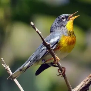 Northern Parula | NatureRules1 Wiki | Fandom