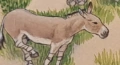 African Wild Ass | NatureRules1 Wiki | Fandom
