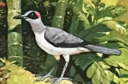 Gray-necked Rockfowl | NatureRules1 Wiki | Fandom