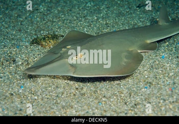 Common Guitarfish | NatureRules1 Wiki | Fandom