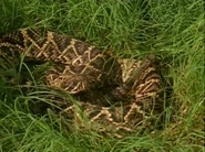 Eastern Diamondback Rattlesnake | NatureRules1 Wiki | Fandom