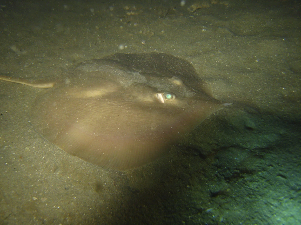 Pale-edged Stingray | NatureRules1 Wiki | Fandom