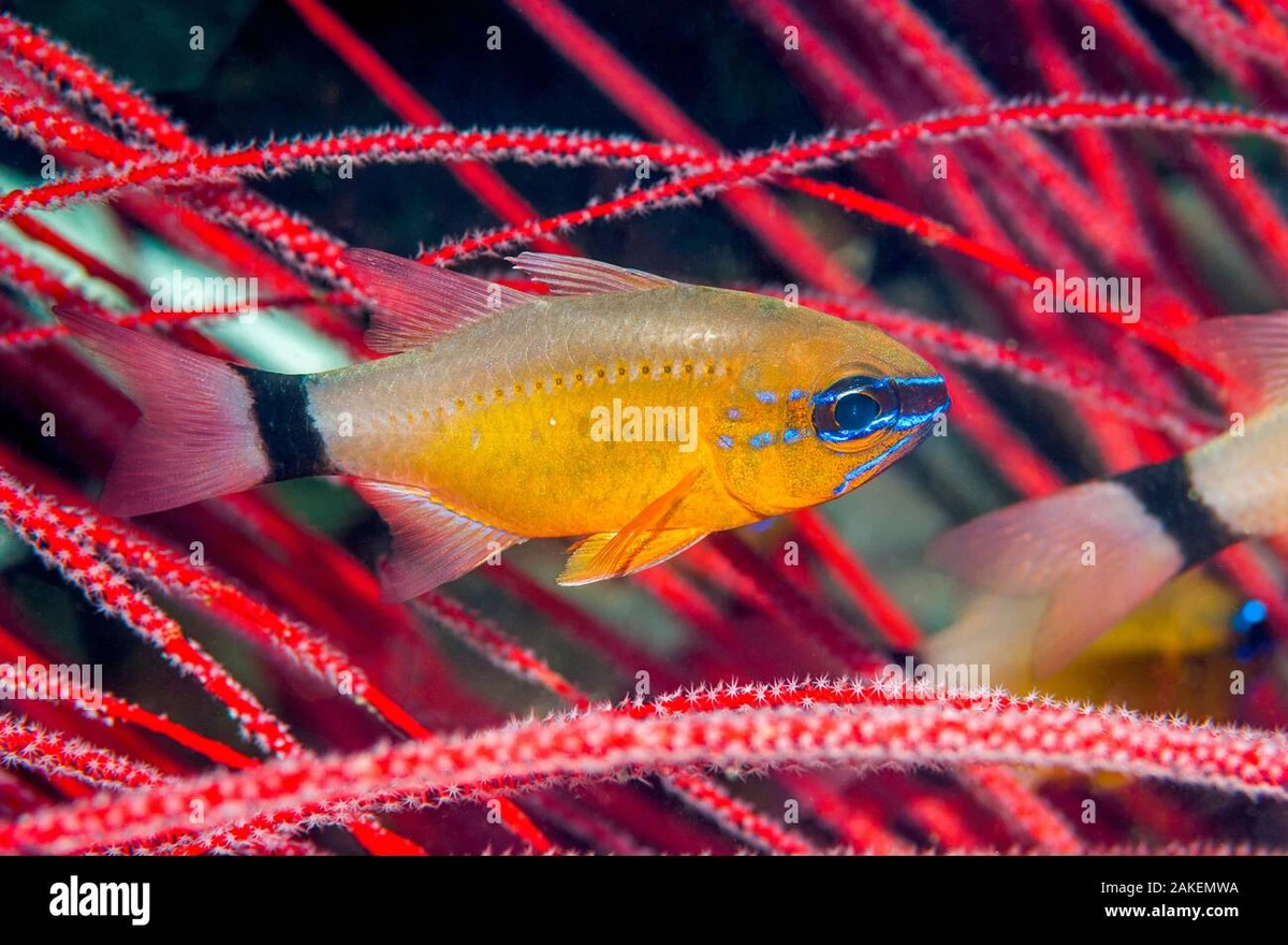 Ring-tailed Cardinalfish | NatureRules1 Wiki | Fandom
