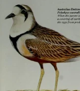 Inland Dotterel | NatureRules1 Wiki | Fandom