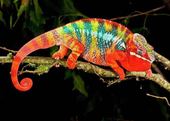 Category:Chameleons | NatureRules1 Wiki | Fandom