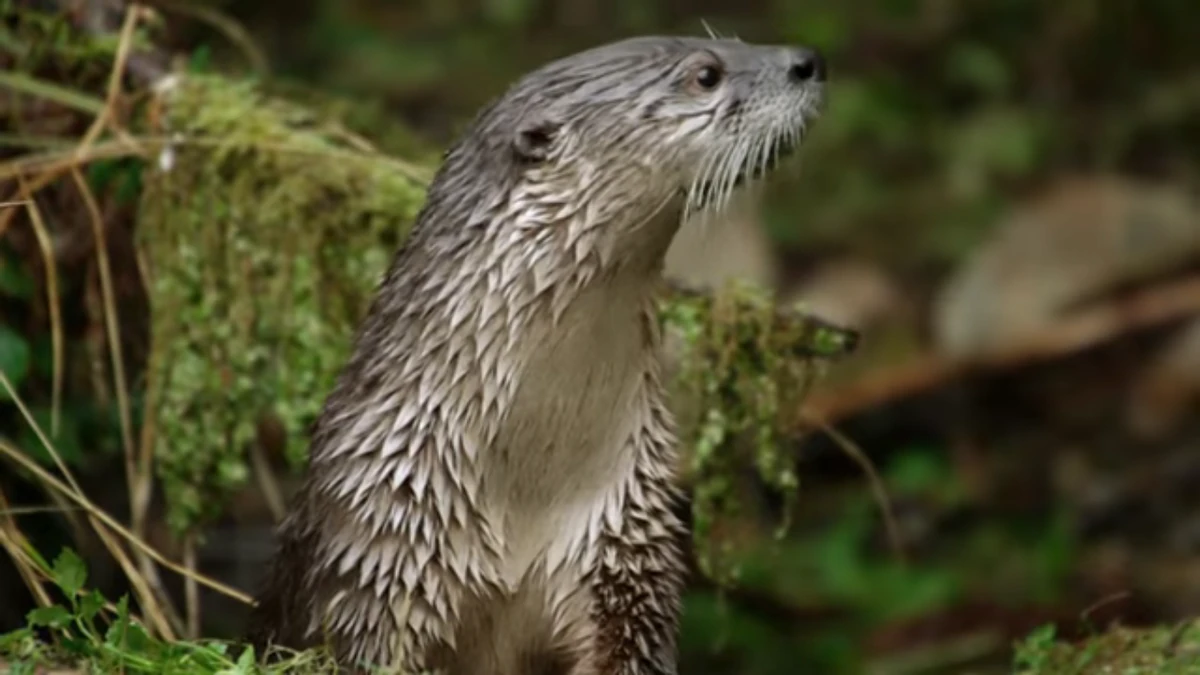 River | NatureRules1 Wiki | Fandom