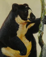 Dingiso | NatureRules1 Wiki | Fandom