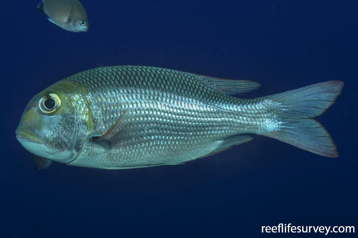 Big-eye Bream | NatureRules1 Wiki | Fandom