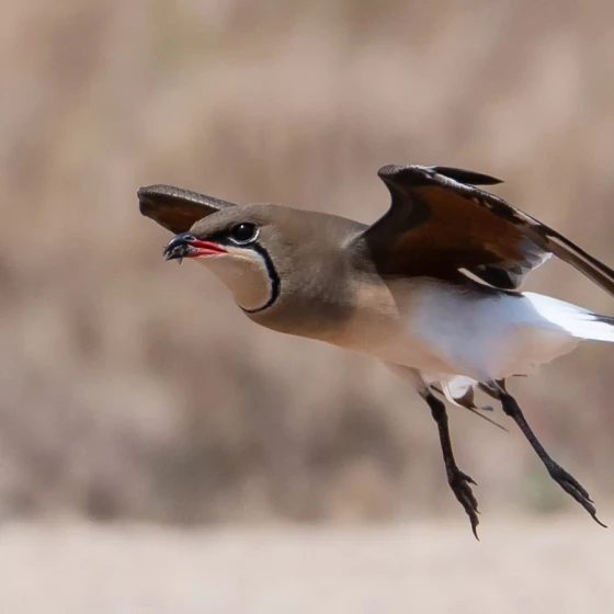 Category:Pratincoles | NatureRules1 Wiki | Fandom
