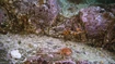 Finding Nemo | NatureRules1 Wiki | Fandom
