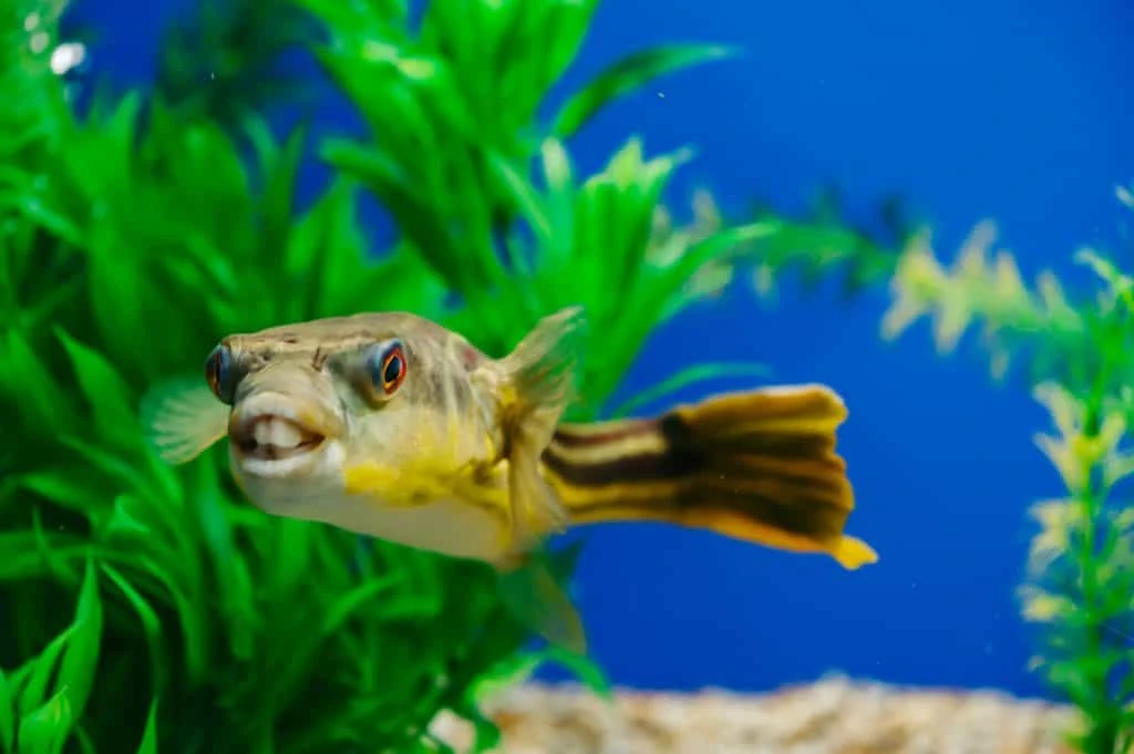 Fahaka Pufferfish | NatureRules1 Wiki | Fandom