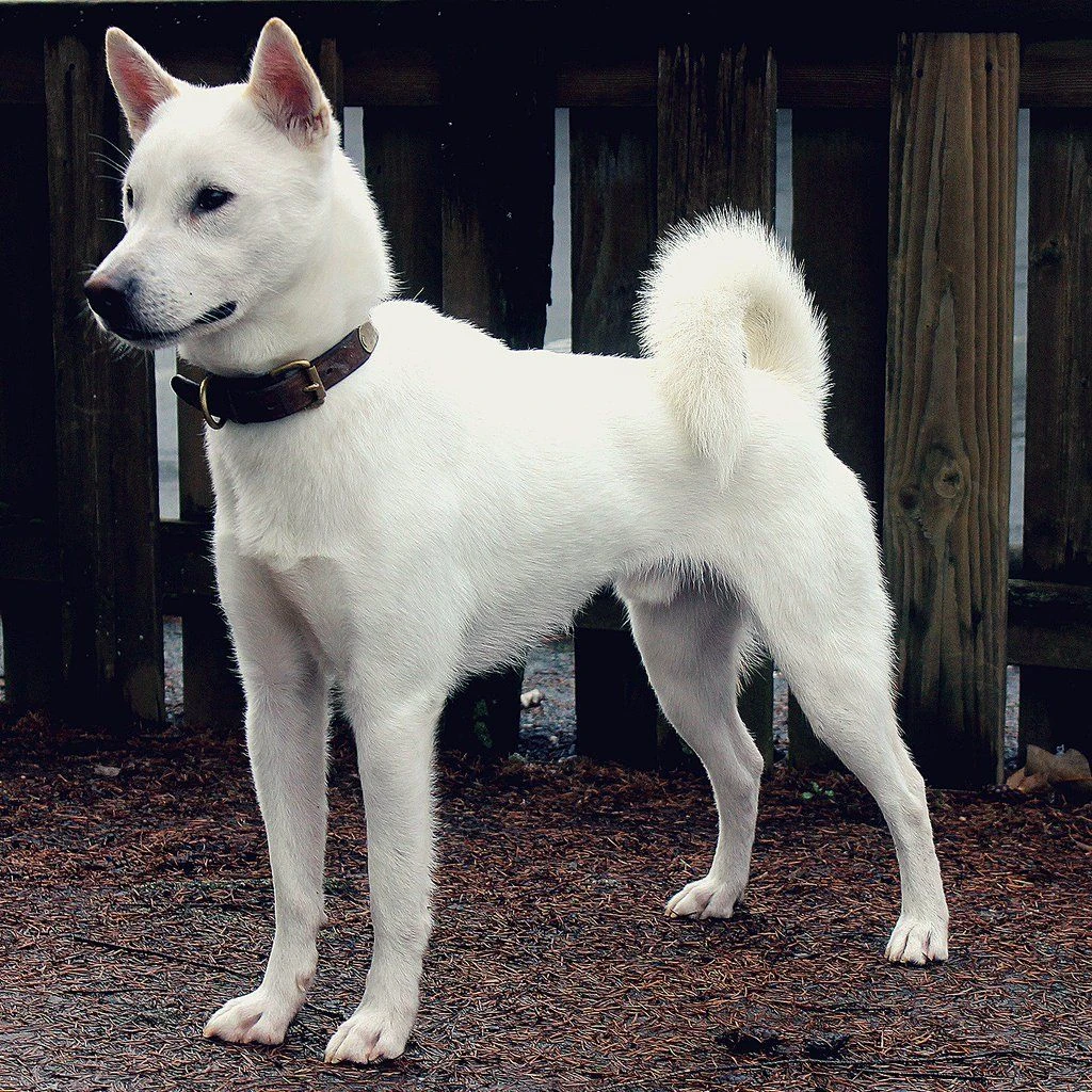 Kishu inu | NatureRules1 Wiki | Fandom