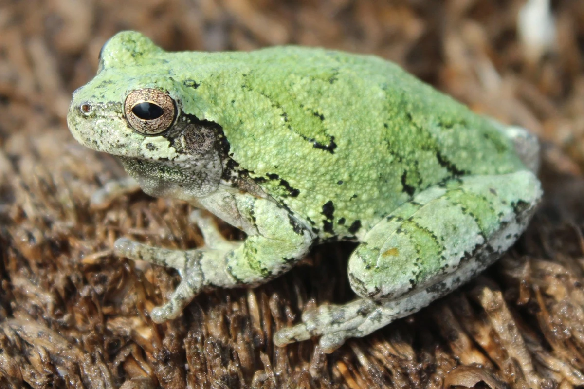 Gray Treefrog | NatureRules1 Wiki | Fandom