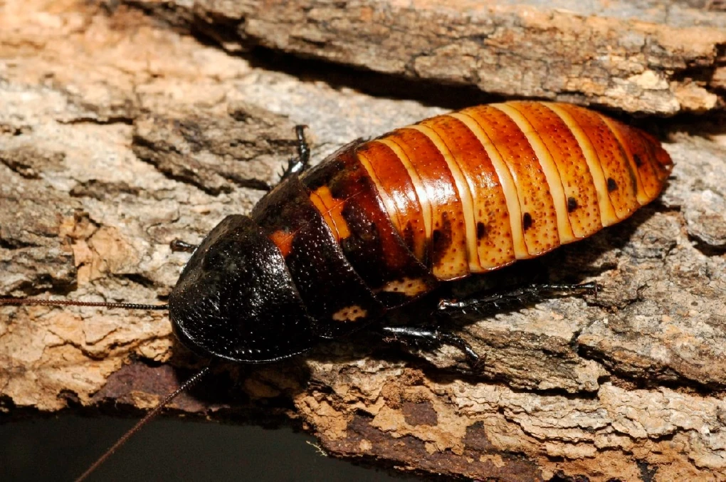 Madagascar Hissing Cockroach | NatureRules1 Wiki | Fandom