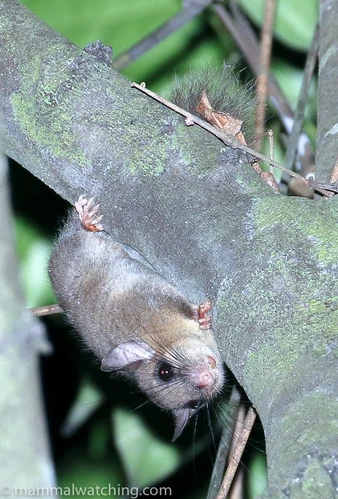 Cameroon Scaly-tail | NatureRules1 Wiki | Fandom