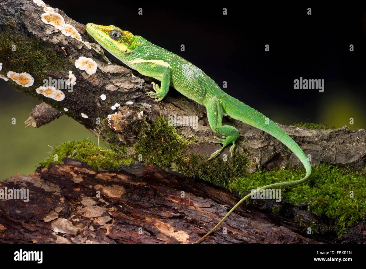 Knight Anole | NatureRules1 Wiki | Fandom