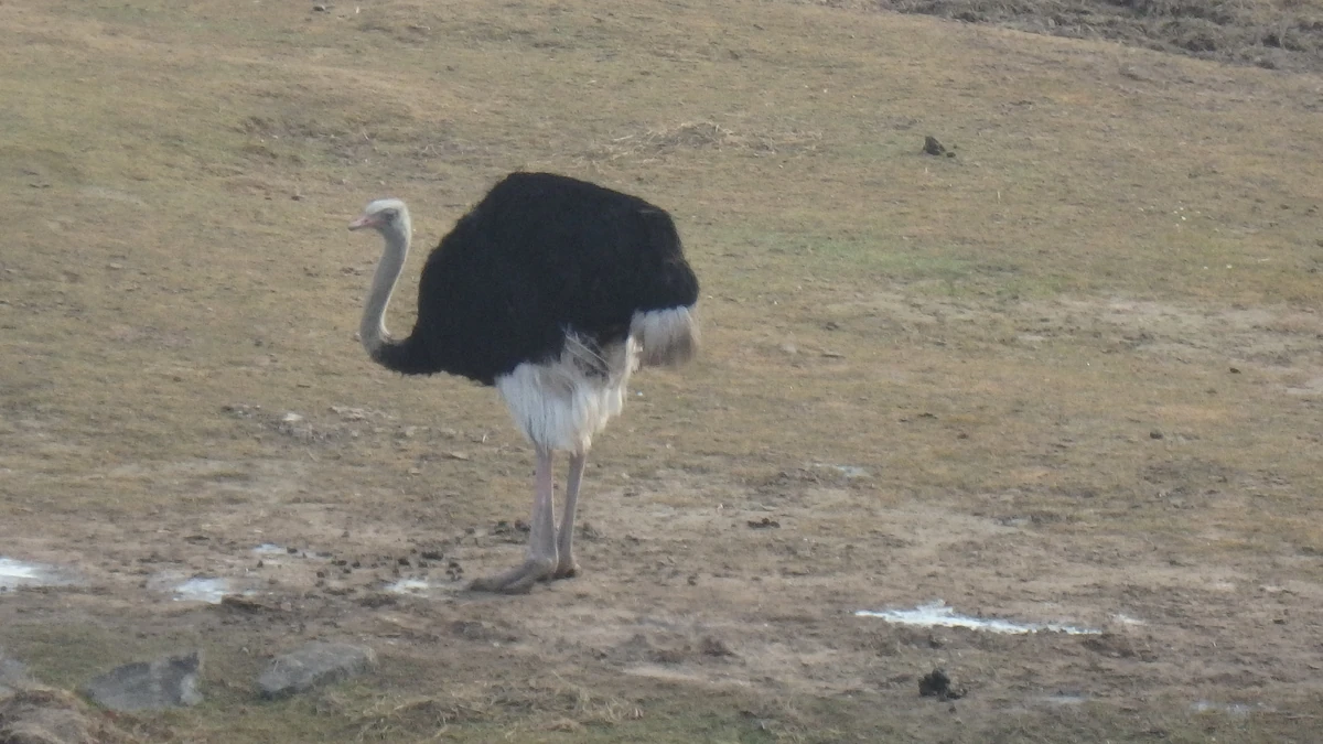 North African Ostrich | NatureRules1 Wiki | Fandom