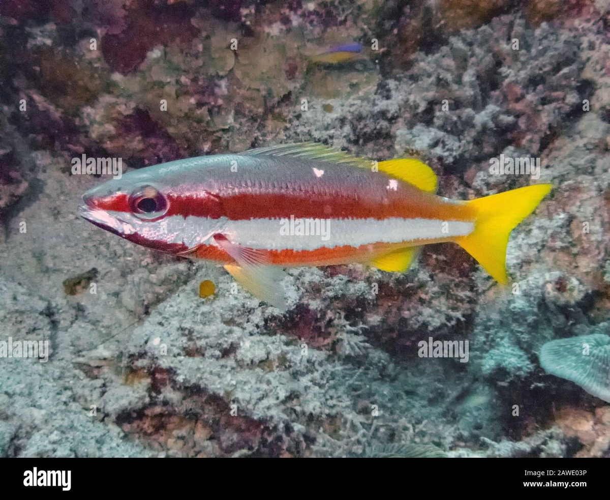 Two-spot Banded Snapper | NatureRules1 Wiki | Fandom