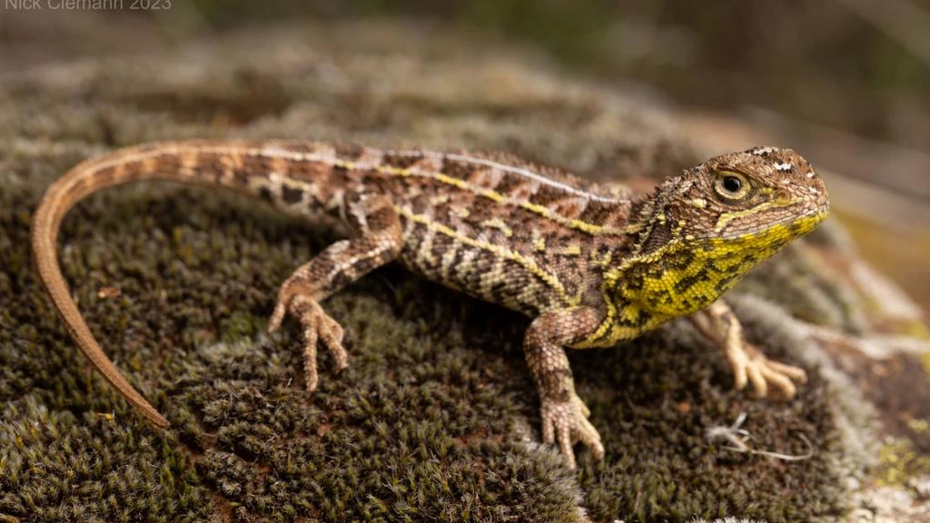 Earless Dragon | NatureRules1 Wiki | Fandom