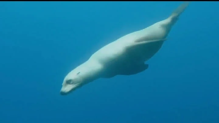 Seashore | NatureRules1 Wiki | Fandom