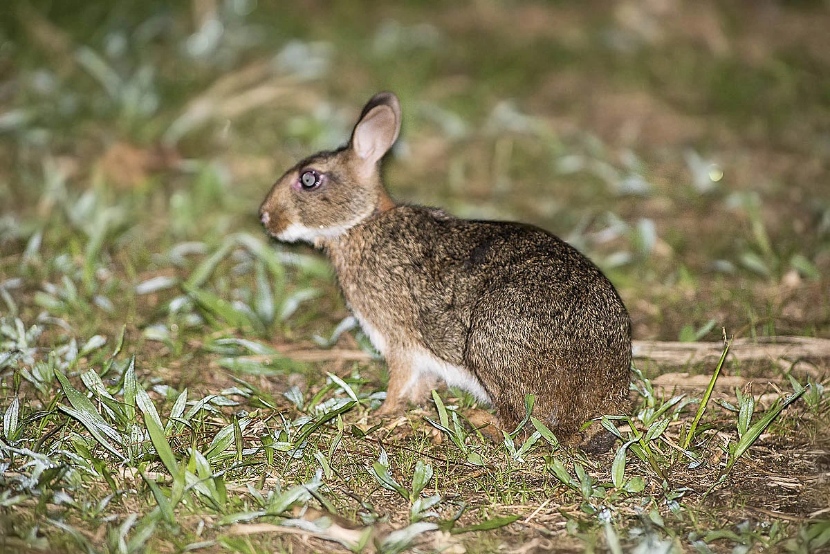 Dice's Cottontail | NatureRules1 Wiki | Fandom