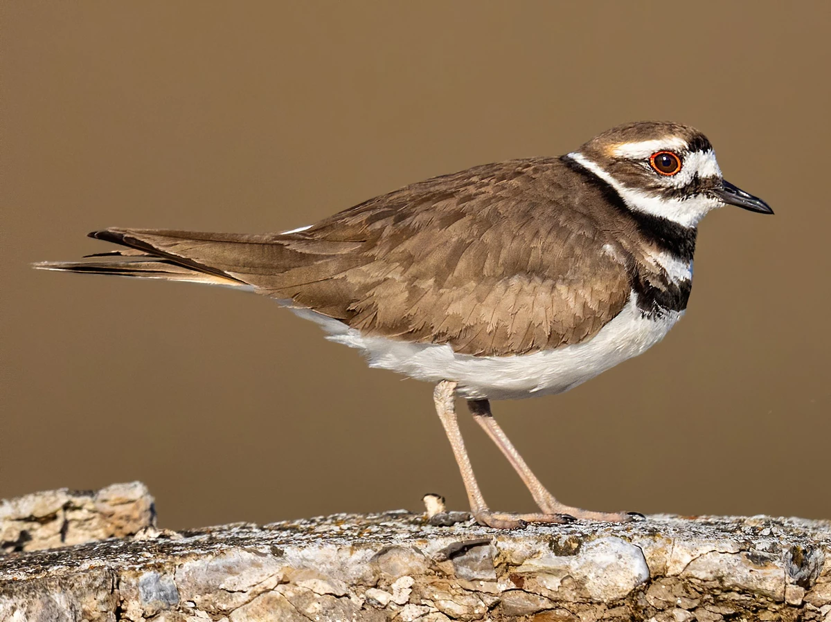 Killdeer | NatureRules1 Wiki | Fandom