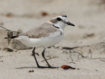 Snowy Plover | NatureRules1 Wiki | Fandom
