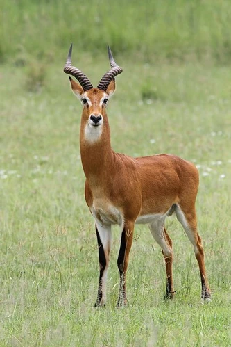Uganda Kob | NatureRules1 Wiki | Fandom