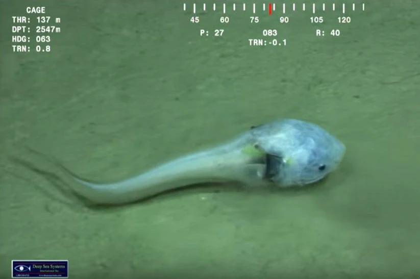 Bony-eared Assfish | NatureRules1 Wiki | Fandom