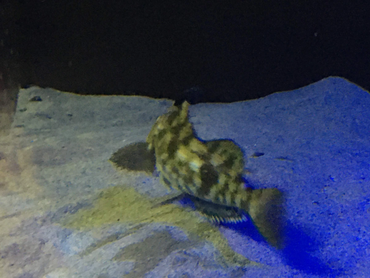 Okhotsk Atka Mackerel | NatureRules1 Wiki | Fandom