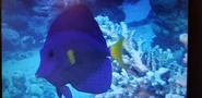 Purple Tang | NatureRules1 Wiki | Fandom